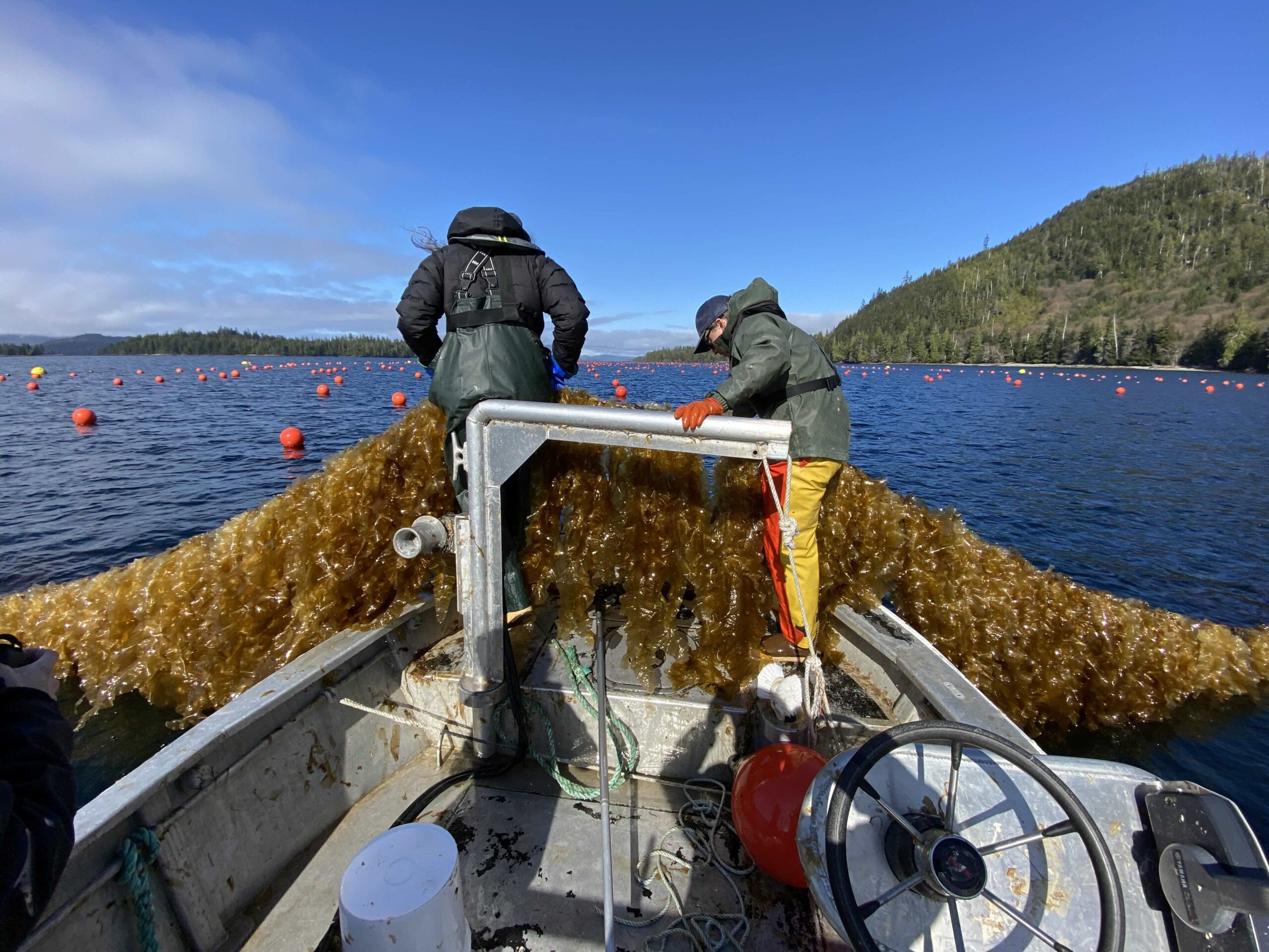 Seaweed Extract Supplier Macro Oceans Raises $7.5M In Seed Funding ...